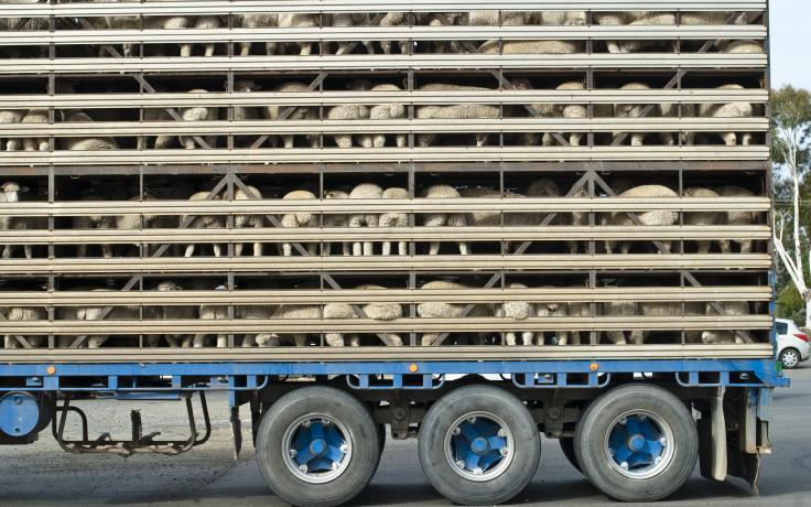 Guides for Animal Transport | IRU | World Road Transport Organisation