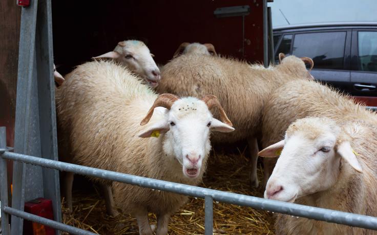 New EU guides on animal transport launched | IRU | World Road Transport ...